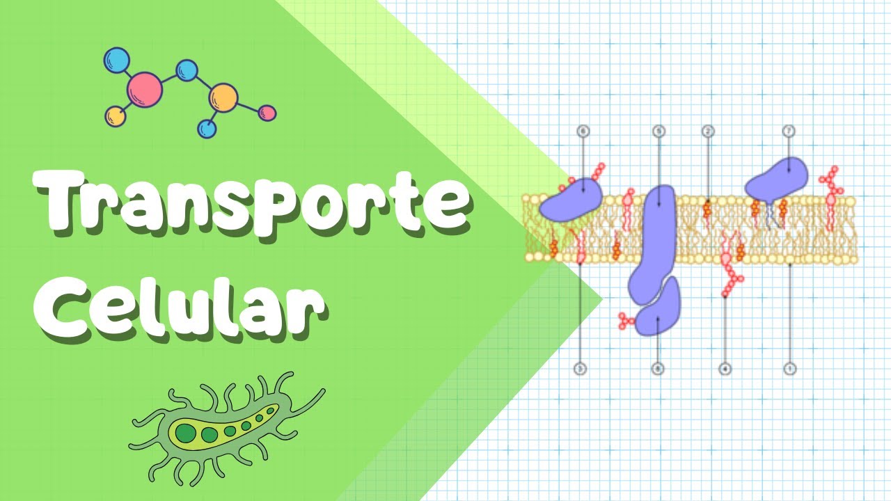 Transporte Celular | BIOLOGIA | Educatoons