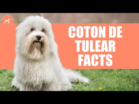 Coton de Tulear Dog Breed: 10 Amazing Facts You Must Know