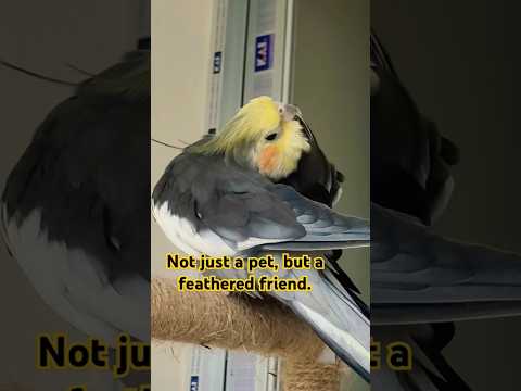 How many feathered friends do you have?