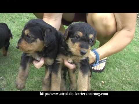 Airedale puppies – Oorang Airedale puppies « Mountain Airedales