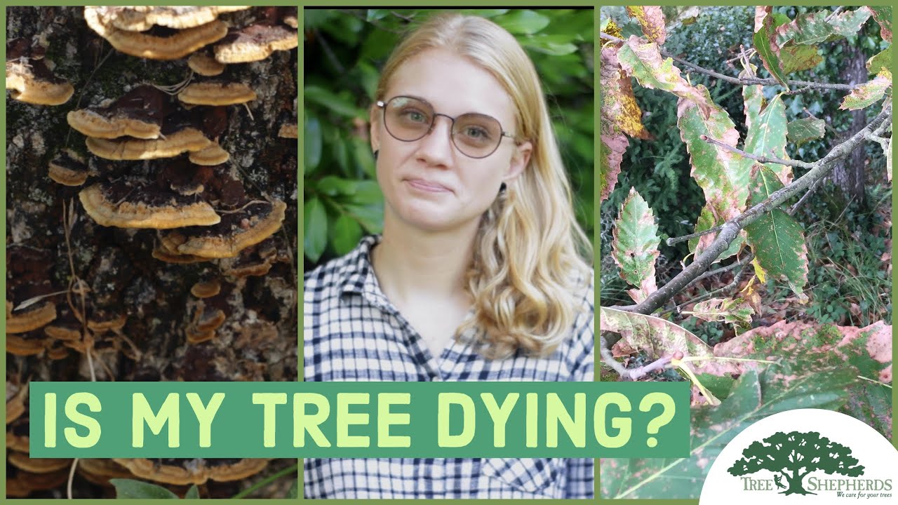 How To Evaluate Your Tree's Health with Certified Arborist Tiana George | Tree Care Tips #1