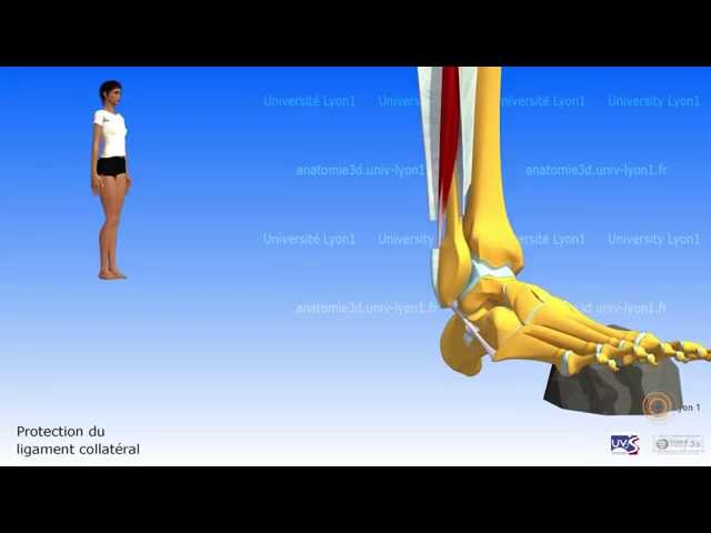 Origine Et Insertion Du Court Péronier