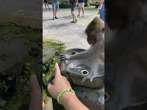 Monkey Bites Me: Ubud Sacred Monkey Forest Sanctuary