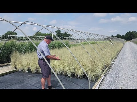 Variegated Little Bluestem (Schizachyrium Shining Star) / Gorgeous, Hardy & EASY Multi-Season Grass