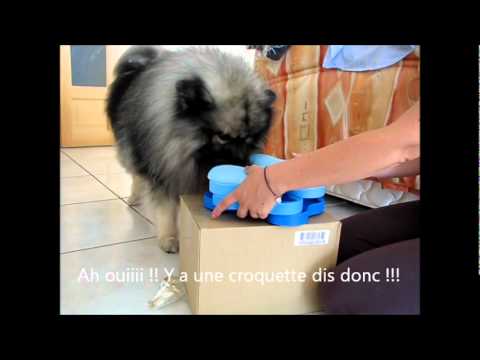 Jeux éducatifs pour chiens (chat, furet...) - chacun son caractère...