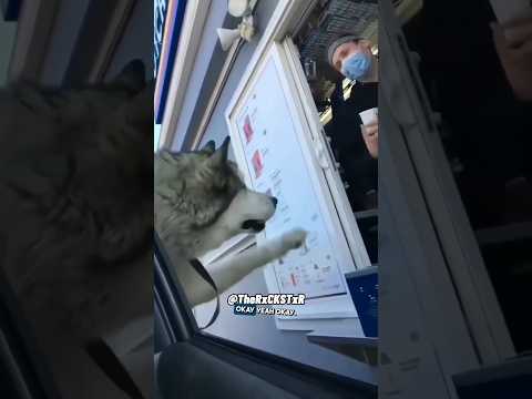 This Husky Ordered His Own Puppy Cup! - RxCKSTxR Comedy Voiceover