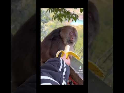 Bombastic side eye #monkey #omg #monkeyshorts
