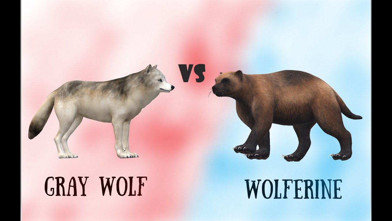 Gray Wolf VS Wolferine  poster! #shorts