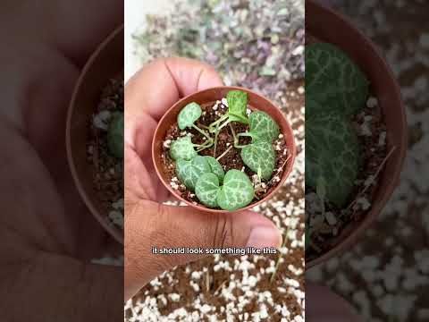 How to propagate string of hearts - #plants #houseplants #indoorplants #planttips #stringofhearts