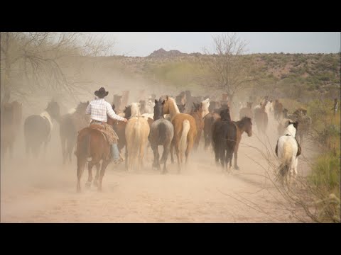 Arizona ranches host regular city slickers