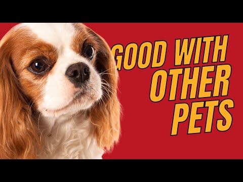 Top 10 Small Dogs That Are Good with Other Pets - Dogs 101