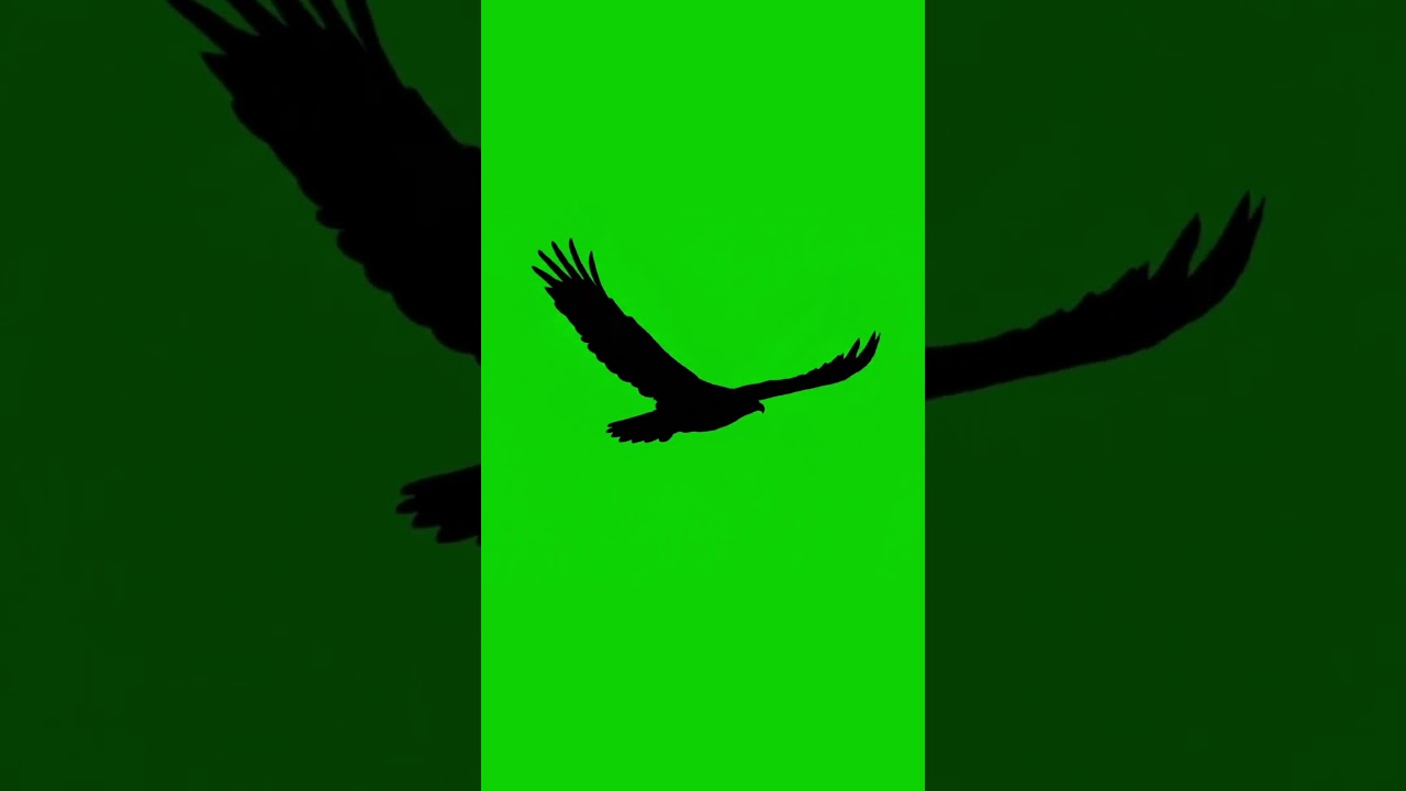Flying Bird Silhouette Green Screen 🐦 FREE Asset | #Shorts