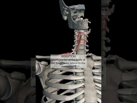 omohyoid muscle|head and neck anatomy