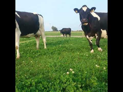 The best practice and financial benefits for optimum dry cow procedure