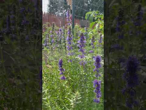 Hyssop is about to be in full bloom! #shorts
