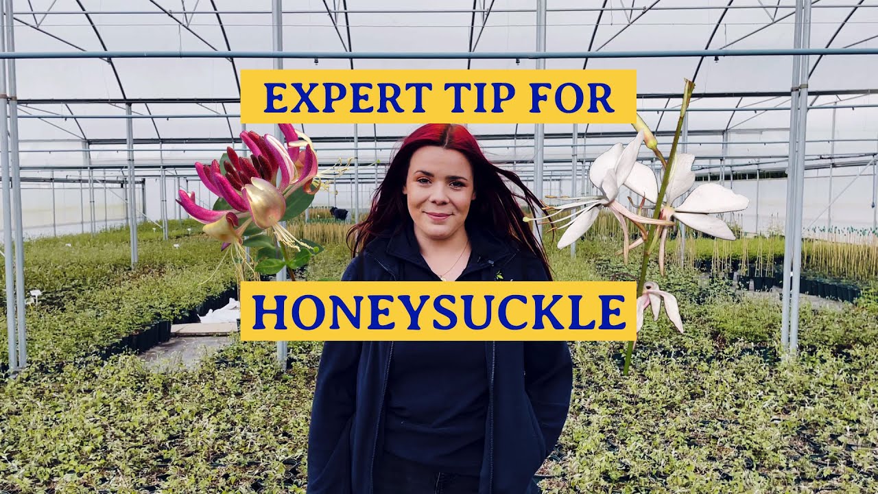Expert Tip for Honeysuckle