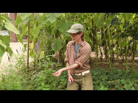 How to Harvest Anise Hyssop