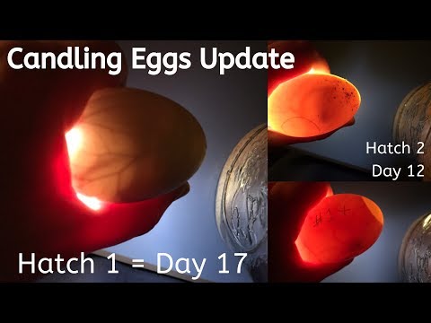 How to Candle Duck Eggs Update - Day 17 & Day 12