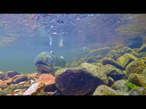 Go Outdoors Idaho app launches e-tagging option for steelhead, salmon permits