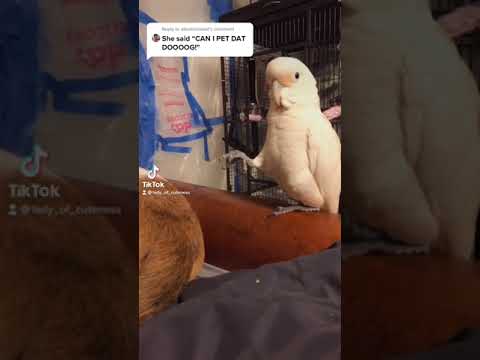 haha the highly requested sound #SHORTSπ #goffin #cockatoo