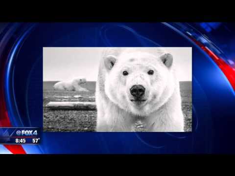 Wildlife Photographer David Yarrow