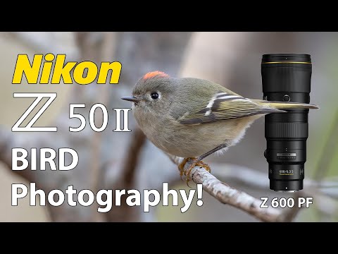 Nikkor Z 600mm f/6.3 + Nikon Z50 II (bird photography with samples)