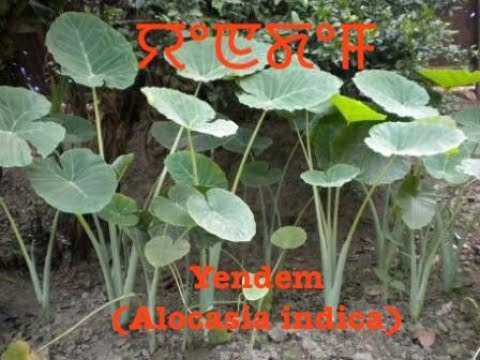 Yendem (Alocasia indica): Nutritional & Medicinal Properties in Manipuri: ꯌꯦꯟꯗꯦꯝ