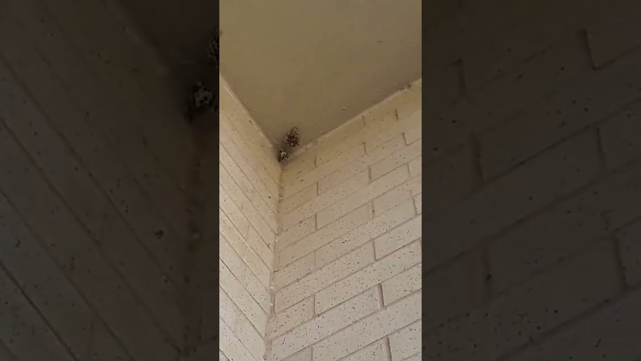 Attack of the wasps, I hate them...