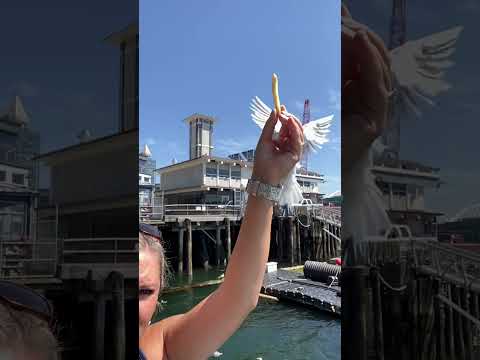 Seattle Seagulls: I’m obviously scared for my life! 😂#Ivars #seattle #waterfront