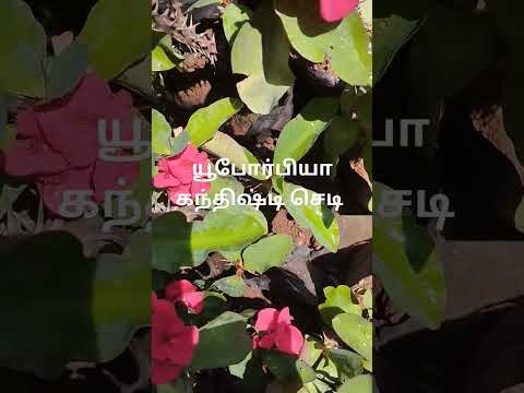 யூபோர்பியா கந்திஷ்டி செடி கிடைக்கும் 7639665361