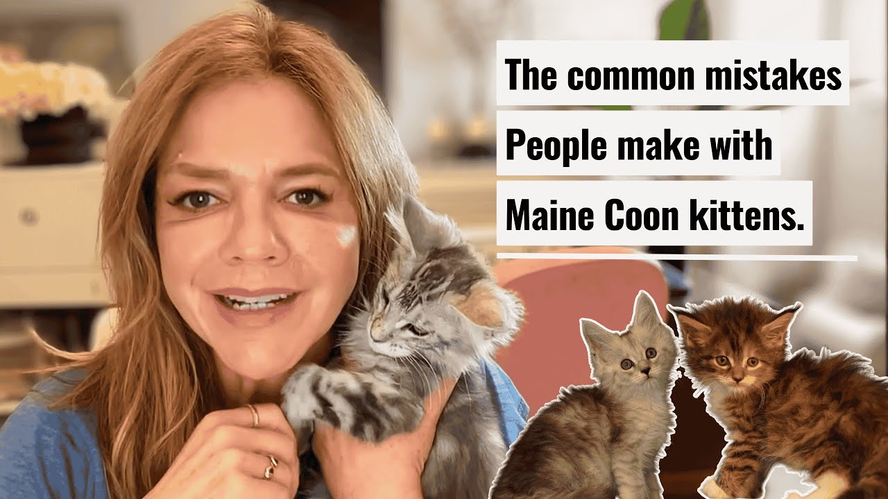 Common Maine Coon Kitten Mistakes and How to Avoid Them | Bellspurr Maine Coons
