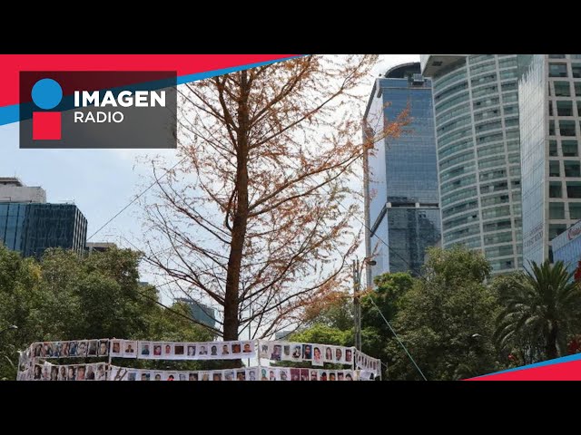 Ahuehuete de Reforma será trasladado a vivero | IMAGEN RADIO