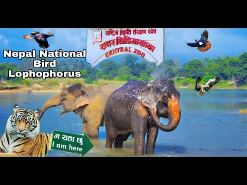 The Central Zoo Of Nepal || Zoo Of Zawalakhel || सदर चिडियाखाना, ललितपुर, काठमाडौं || Funny Moment