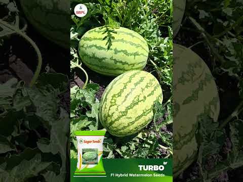 Manufacturer of F-1 Hybrid Kitchen Garden Seeds & F-1 Hybrid Watermelon ...