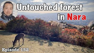 10 Things to Do in Kasugayama Primeval Forest Museum, Nara Japan | Gems ...