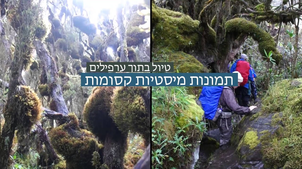 טרק ברכס הרוונזורי - אוגנדה - טיולי רדיוס RADIUS