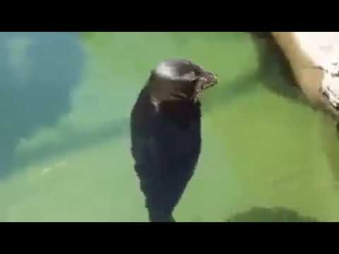 Steam Community :: Video :: Spinning seal