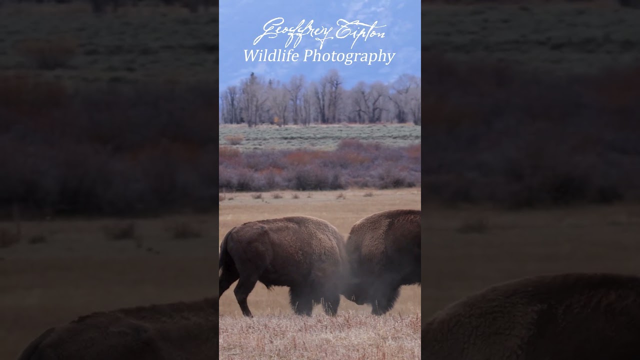 Behold the raw power of these to bison locked in combat. #Bison #yellowstone