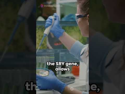 Y chromosome testing: Sex Determination