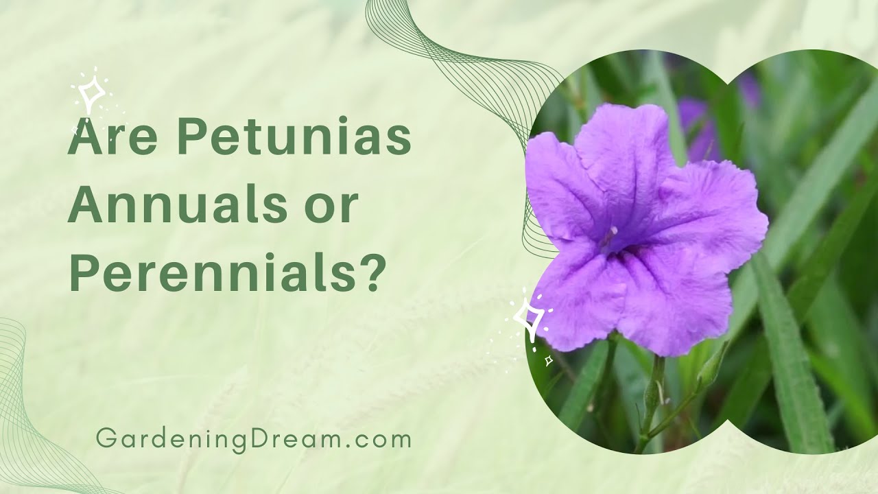 Are Petunias Annuals or Perennials?