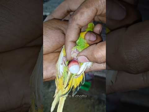 🦜What To Do If a Bird Has Egg Binding Problems #birds #parrot #parakeet #birdslover #shortsfeed