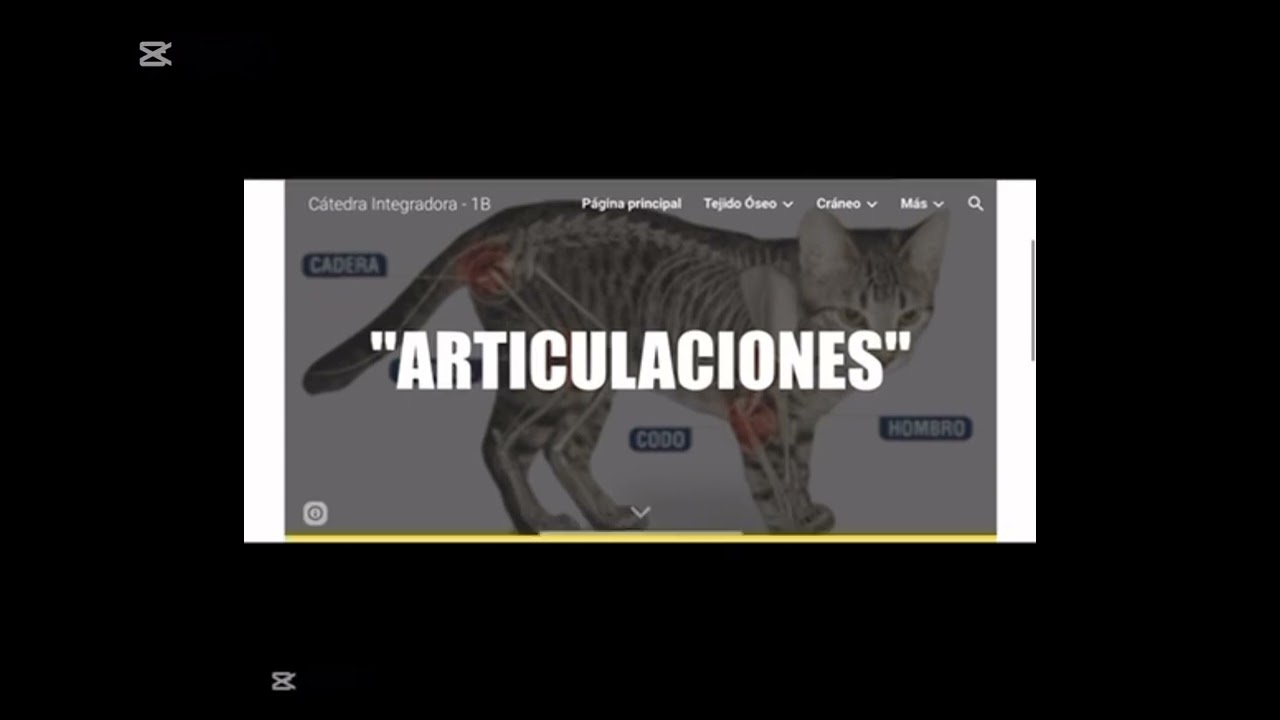 Cátedra Anatomía universidad Católica de Cuenca 