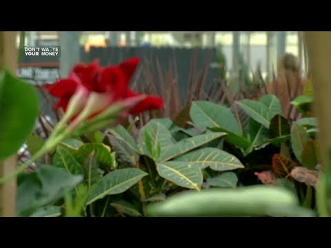 Save time by buying your spring plants and flowers online