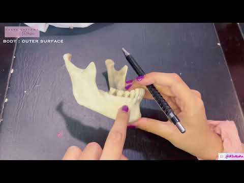 Mandible Bony Features EASY | Skull anatomy