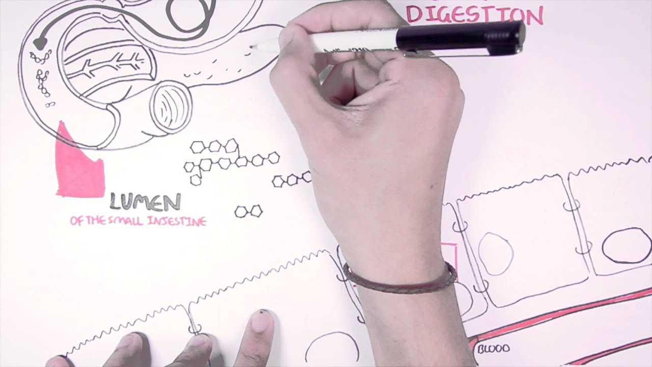 Starch (Carbohydrate) Digestion and Absorption