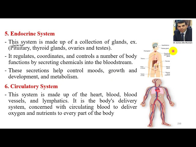 Understanding Organs and Organ Systems: A Comprehensive Overview | Galaxy