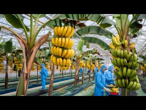 136 Million Tons Of Bananas Are Harvested And Processed This Way | Farming Documentary