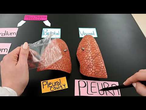 The Serous membranes - Visceral vs. Parietal Serosa - MADE EASY !