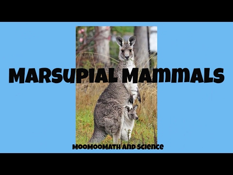 Marsupial mammals