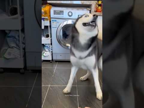 Husky Expectations / Reality🤣 Normal dogs vs Huskies | Huskies are pro at saying NO #husky #shorts